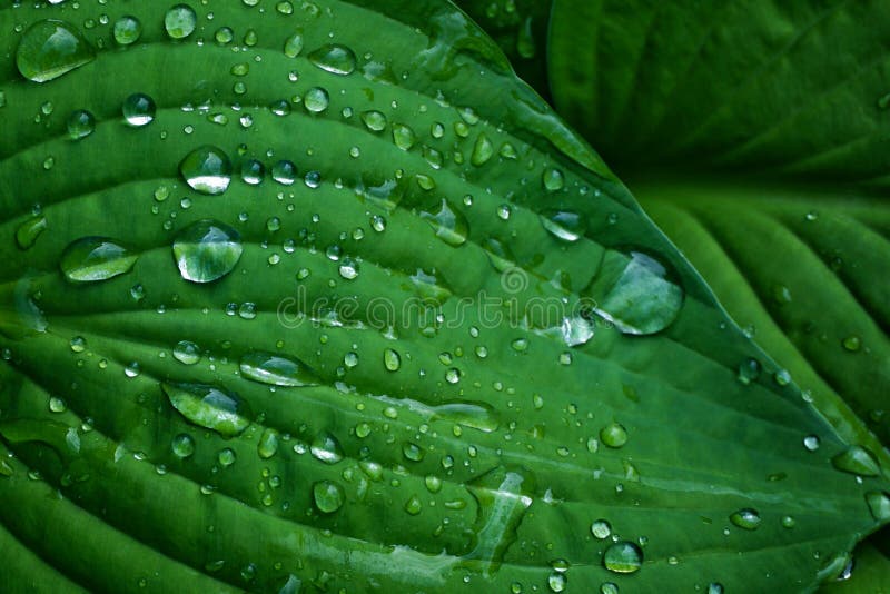 Green Leaves Background with Drops Stock Photo - Image of beautiful ...