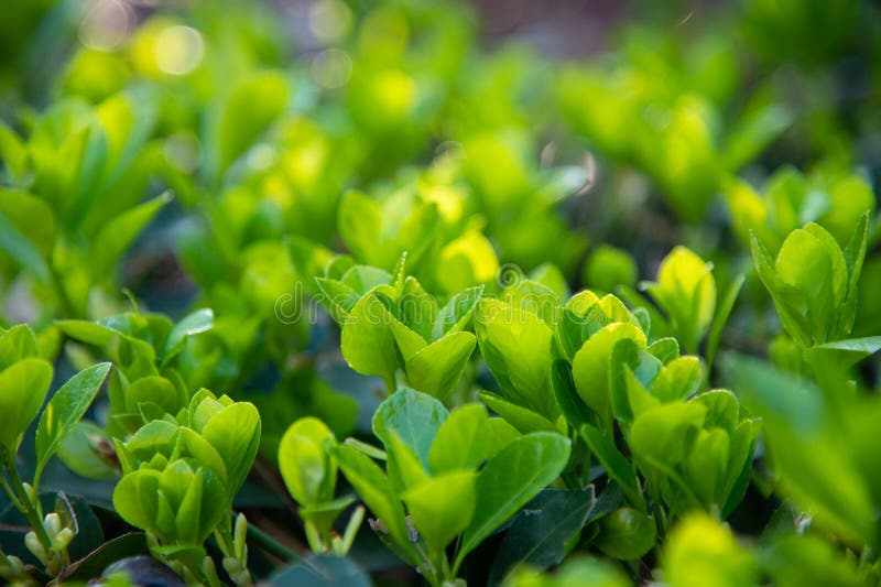 Green leaves in spring stock photo. Image of texture - 312100674