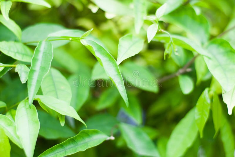 Green Leaves Background Give Soothing Feeling Stock Photo - Image of ...