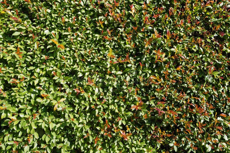 Green Leaves Background. Greenery Backdrop, Organic Textured Foliage ...