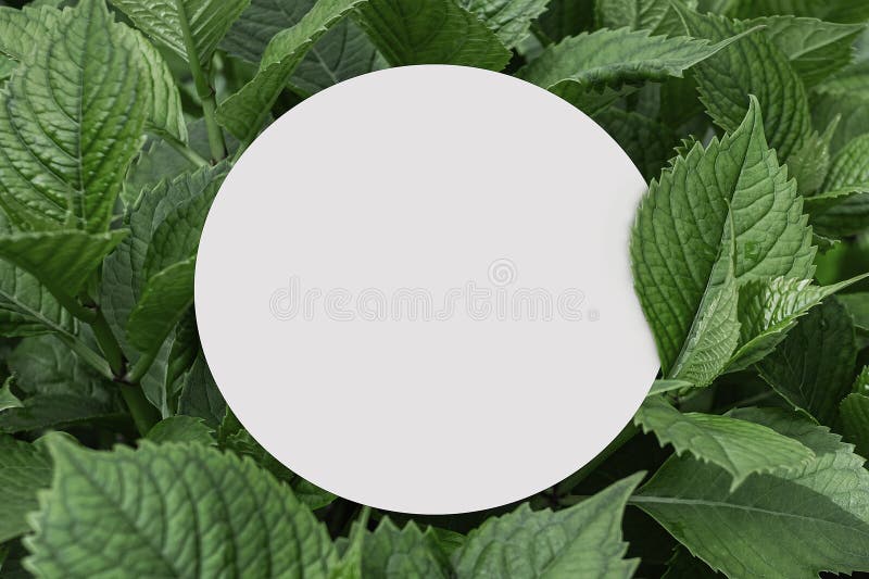 Green Leaves Background Layout with White Round Corners Shape. Nature ...