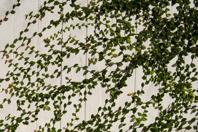 Green Leaves Background. Leaf Background Texture. Organic Textured ...