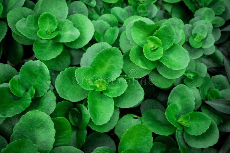 931 Fin Leaves Stock Photos - Free & Royalty-Free Stock Photos from ...