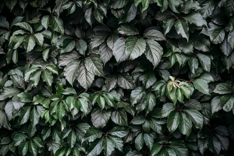 Green Leaves Background in Low Key. Green Foliage Texture Stock Photo ...