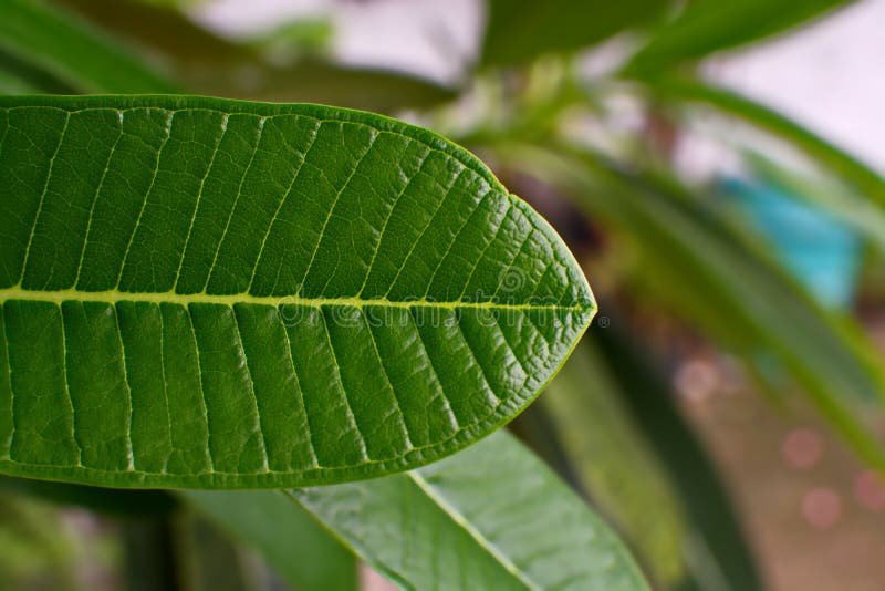 Green Leaves from the Background of Nature. Stock Photo - Image of ...