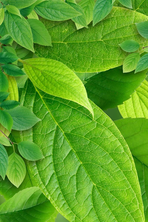 Green Leaves Background Free Stock Photos & Pictures, Green Leaves ...