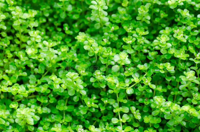 Green leaves background stock image. Image of leaves - 96903339