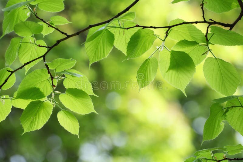 Green Leaves Background in Spring Day Stock Image - Image of plant ...