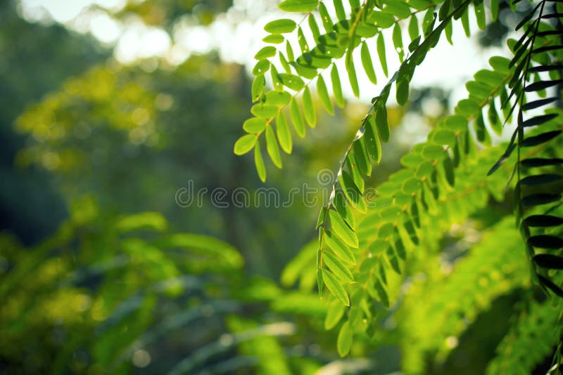 Green Leaves Background with Tree Stock Image - Image of summer, spring ...