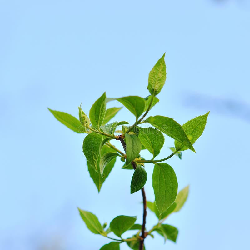 Green leaves backround stock photo. Image of nature, garden - 96499376