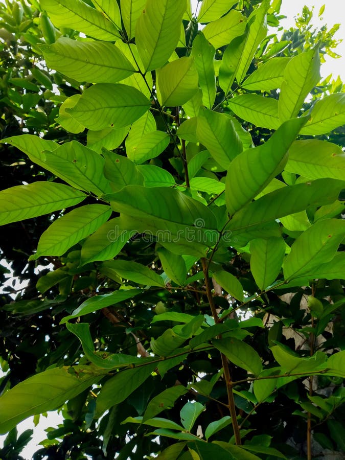 Green Leaves in the Backyard. Green Natural Concept Stock Photo - Image ...