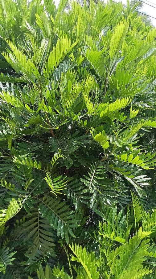 Green Leaves stock image. Image of branch, tree, vegetation - 304498005