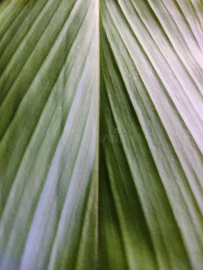 Green Leaves with Beautiful Perpendicular Line Patterns Stock Image ...