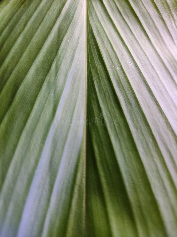 Green Leaves with Beautiful Perpendicular Line Patterns Stock Image ...