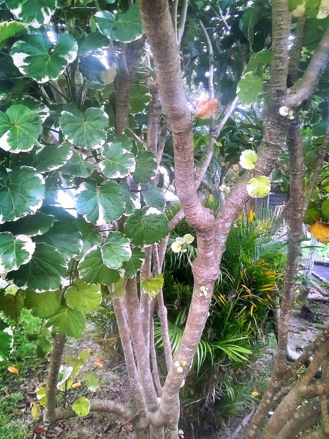 Green Leaves Beautiful Plant Life Stock Image - Image of green, life ...