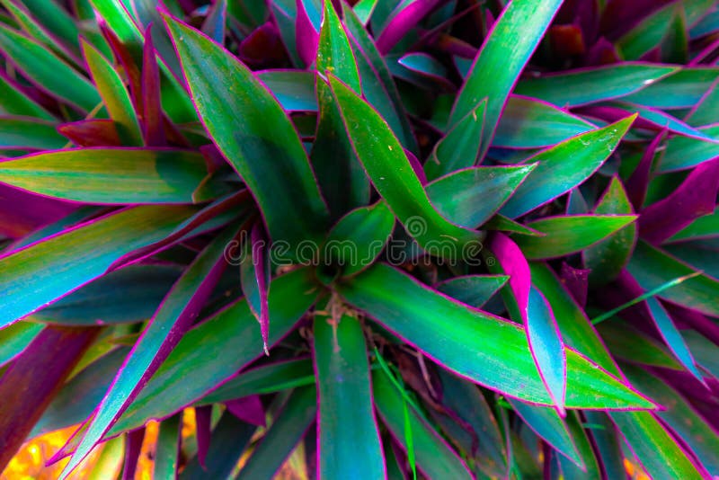 Green Leaves with Beautiful Purple Edges Stock Photo - Image of season ...
