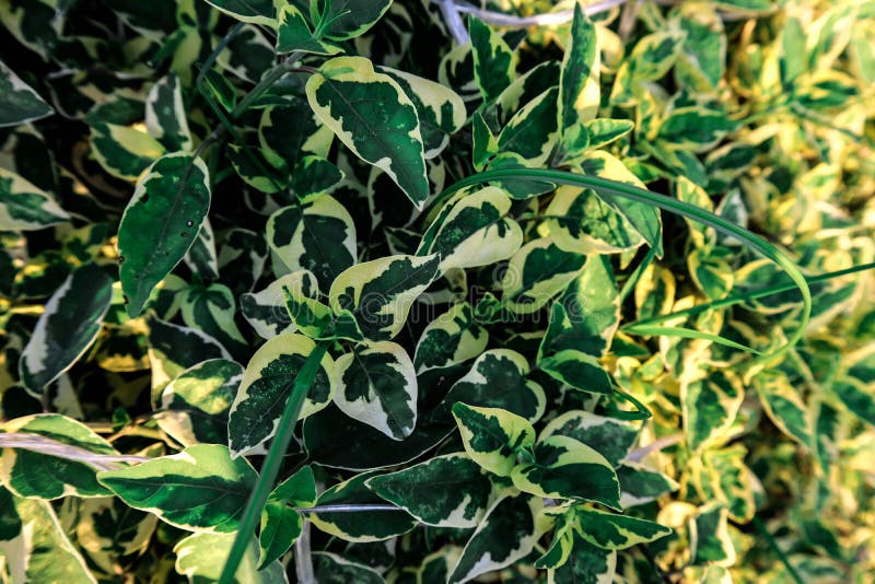 Green Leaves with Beautiful White Edges Stock Image - Image of ...