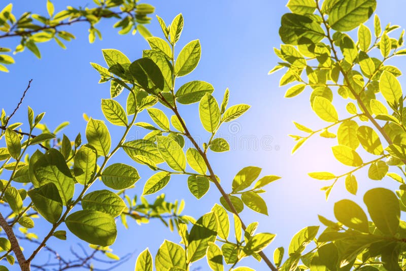 Green Leaves Beauty and Blue Sky Background Stock Image - Image of ...