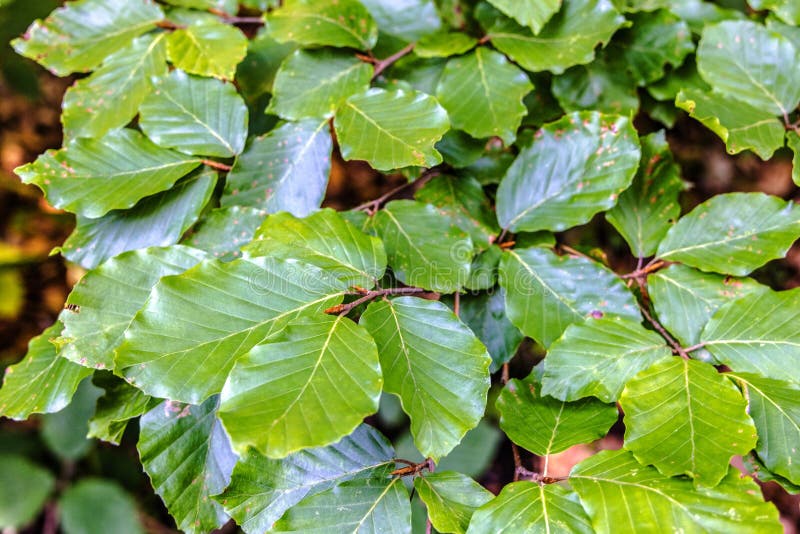 Green Leaves of a Beech Tree Stock Photo - Image of focus, fagus: 299482824