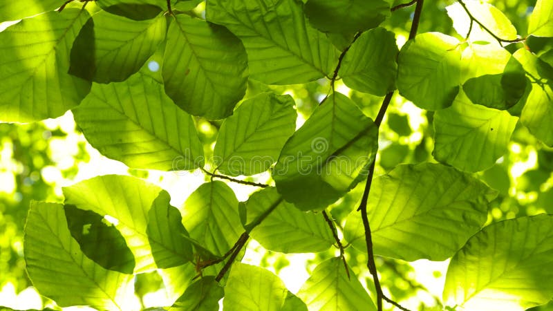 8k Spring Stock Photos - Free & Royalty-Free Stock Photos from Dreamstime