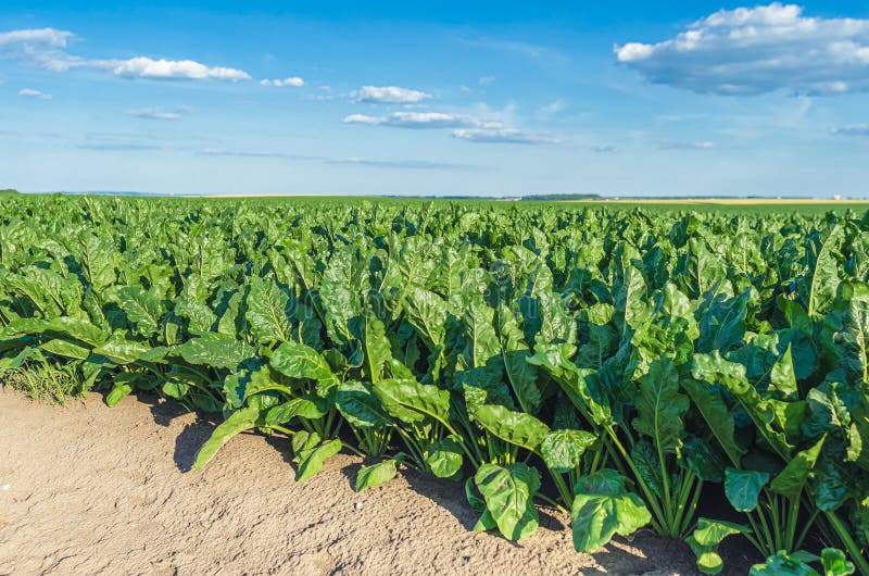Green Leaves of Beets Planted in the Field. Sugar Beet Harvest Stock ...