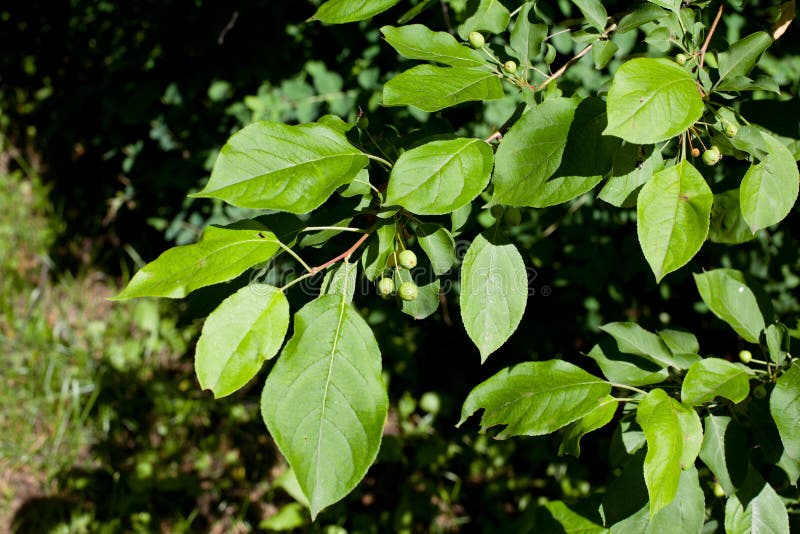 Green leaves and berries stock photo. Image of flora - 36618296