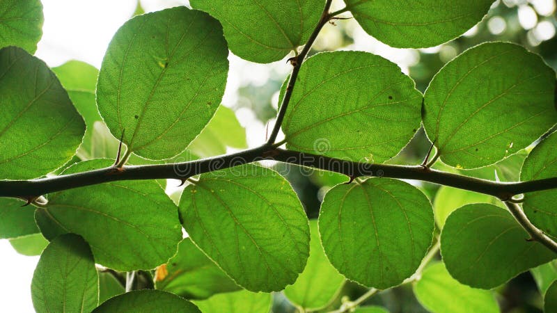 Bidara leaves stock image. Image of house, leaves, branch - 328985977