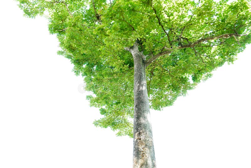 Green Leaves and Big Tree Isolated on White Stock Photo - Image of ...