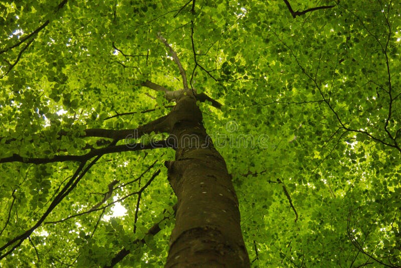 Green leaves of a big tree stock photo. Image of outdoor - 80382108