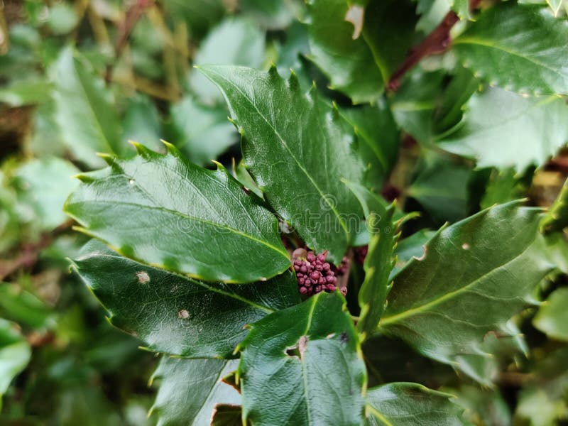 Leaves and Blossoms of a Common Holly Plant Stock Photo - Image of ...