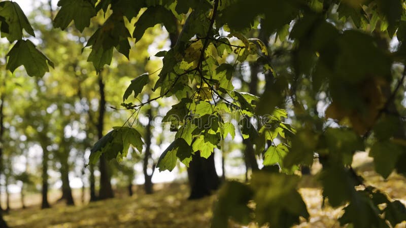 Green Leaves Blowing in the Wind on a Tree in the Forest in Summer ...
