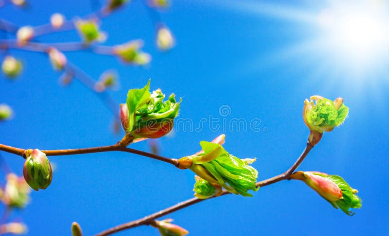 Green Leaves, Blue Sky with Sun in the Spring Stock Photo - Image of ...