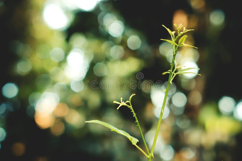 Green Leaves with Bokeh Light Spring Nature Wallpaper Background Stock ...