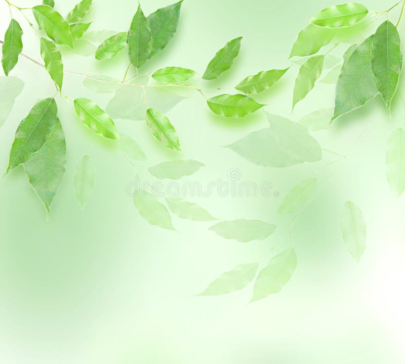 Green Leaves Border Stock Illustrations – 155,273 Green Leaves Border ...