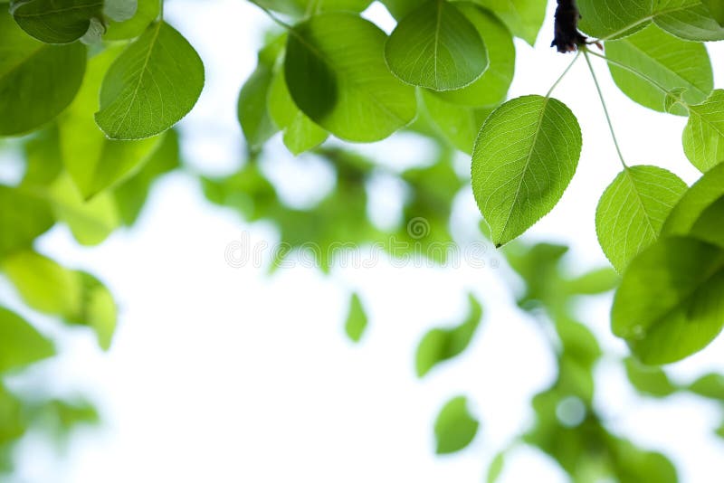 16+ Pear border Free Stock Photos - StockFreeImages