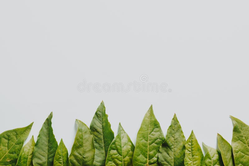 Green Leaves on the Bottom of a White Background Stock Image - Image of ...
