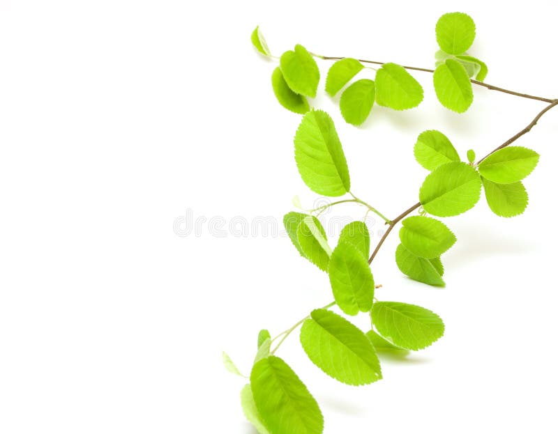Green leaves branch stock image. Image of white, plant - 13063753