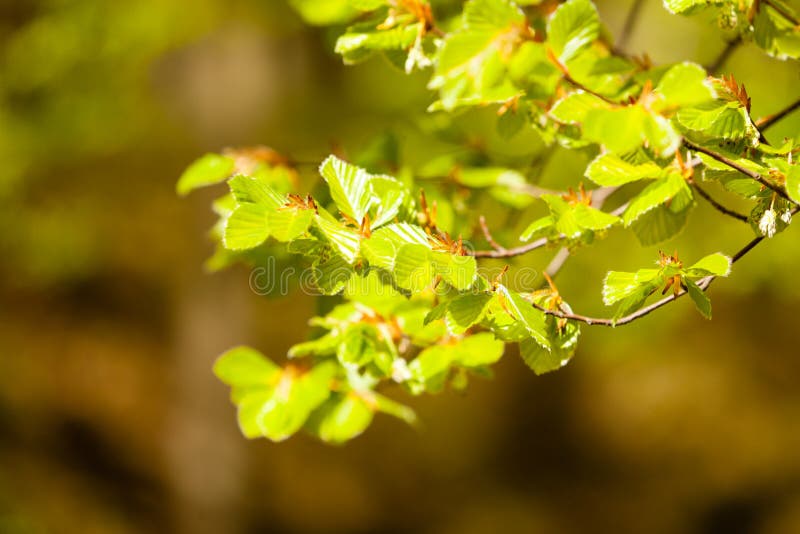 Green Leaves on Branch of Hazelnut Filbert Tree. Stock Photo - Image of ...