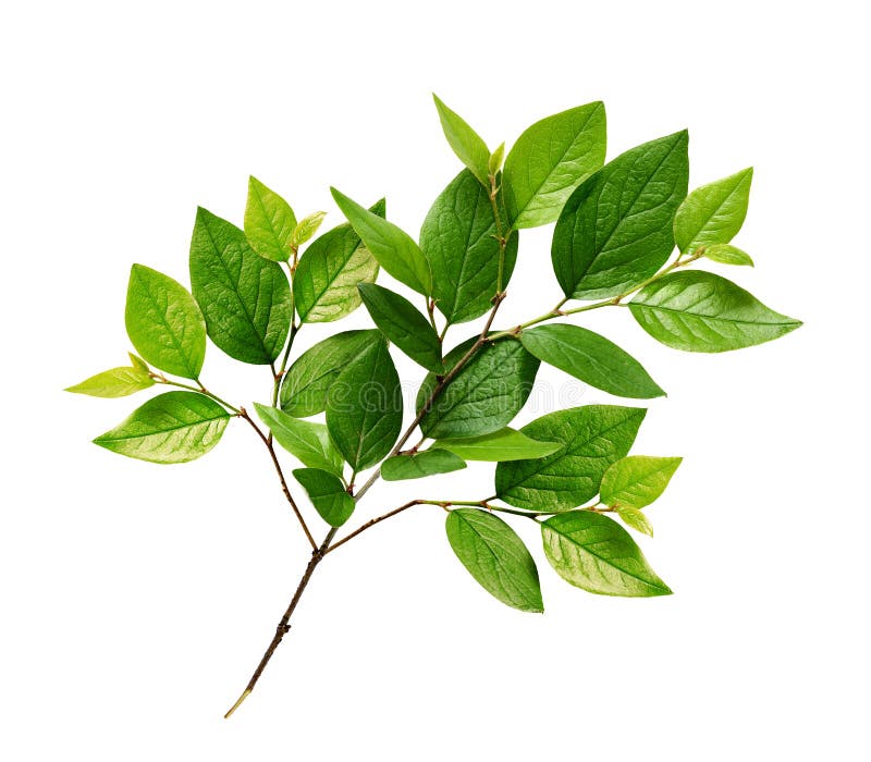 Green leaves on branch stock photo. Image of environmental - 91341904