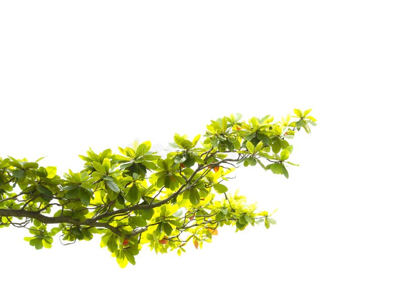 Green Leaves Branch Isolated Stock Photo - Image of fresh, tree: 276787046 Green Leaves Branch Isolated Stock Photo - Image of fresh, tree: 276787046