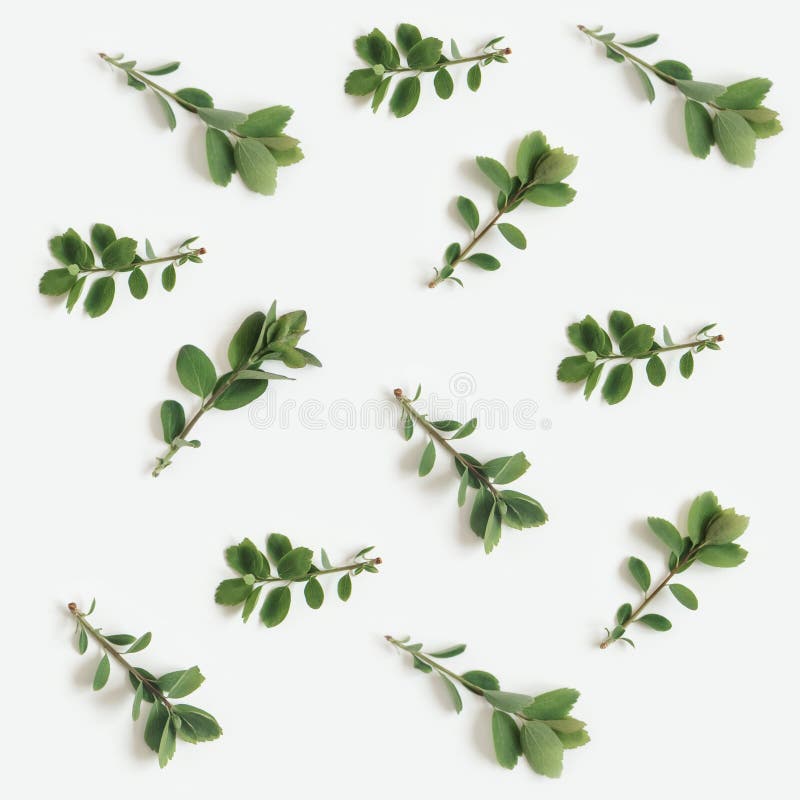 Green Leaves Branch Pattern on the White Background. Flat Lay Stock ...