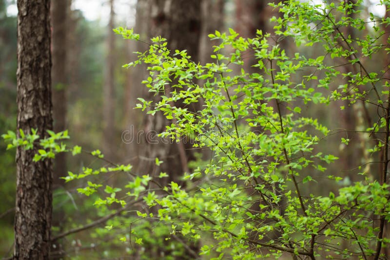 Green Leaves on Branch in Spring Forest Stock Photo - Image of ...