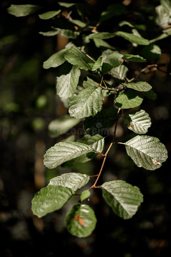 Tree Branch with Green Leaves in Early September Stock Photo - Image of ...