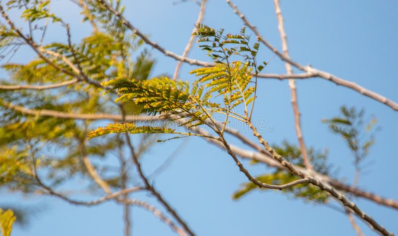 Green Leaves on the Branches of a Dry Tree Against a Blue Sky. Stock ...