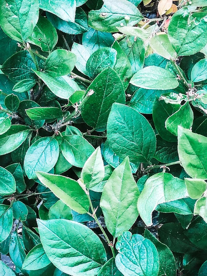 Green Leaves Branches Shrub Tree Stock Image - Image of green, shrub ...