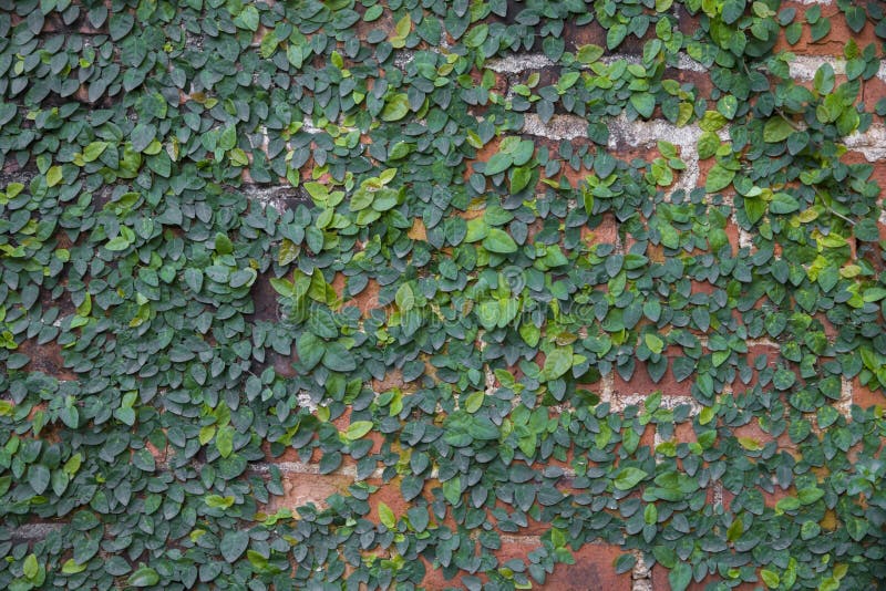 Green leaves on brick wall stock photo. Image of leaves - 126225374
