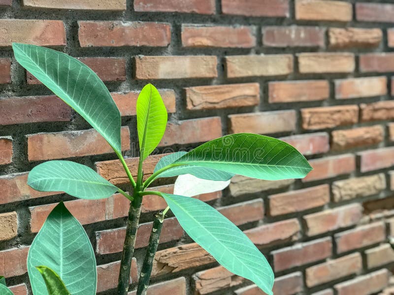 Green Leaves with Brick Wall Background Stock Photo - Image of closeup ...