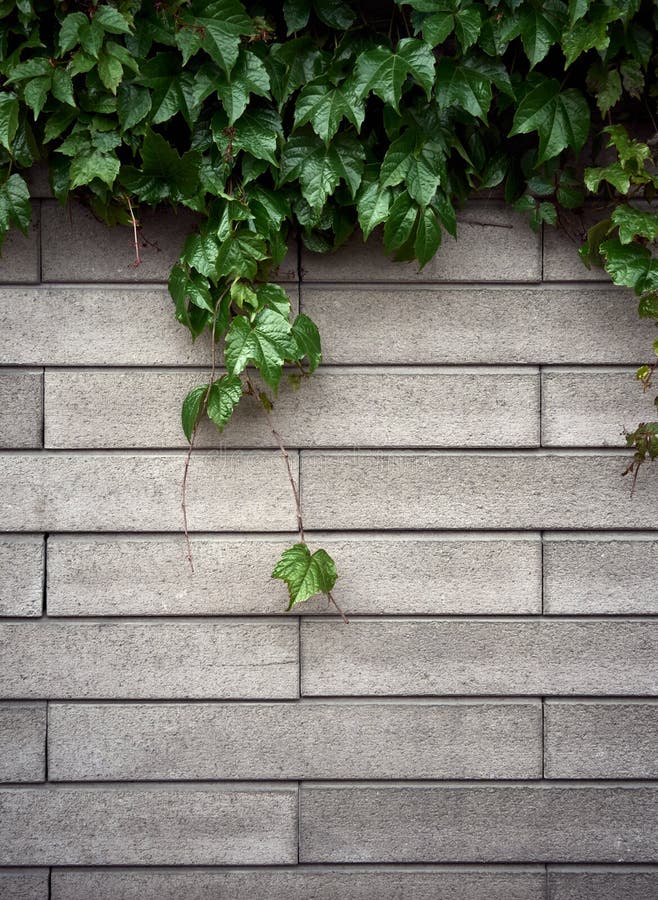 Green Leaves on Brick Wall. Stock Photo - Image of backdrop, garden ...