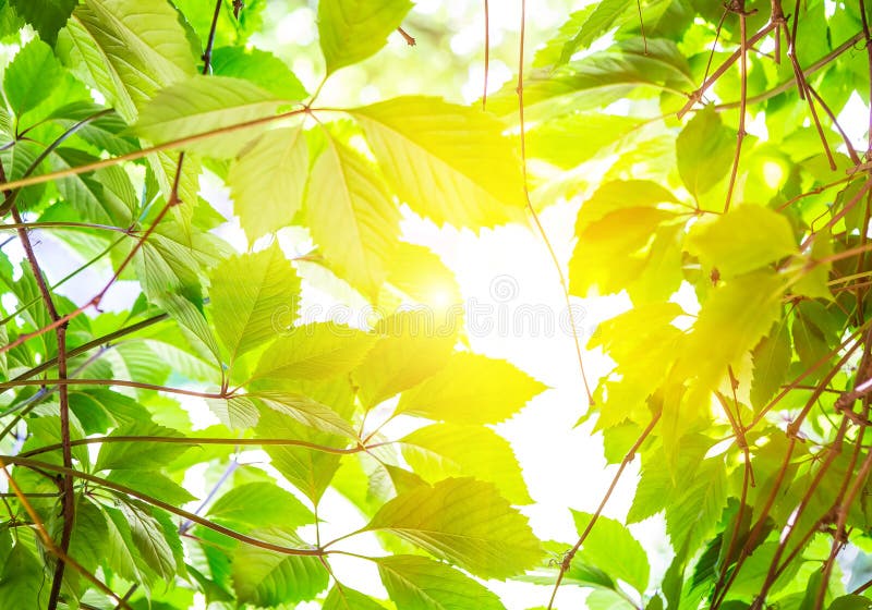 Green Leaves in Bright Light Stock Image - Image of space, outdoors ...