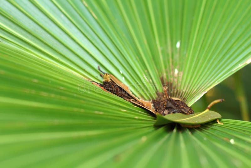 Green Leaves Bright Pure in Nature. Stock Photo - Image of leaf, life ...